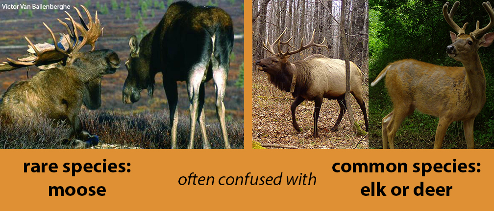 Rare Species of Wisconsin | Snapshot Wisconsin